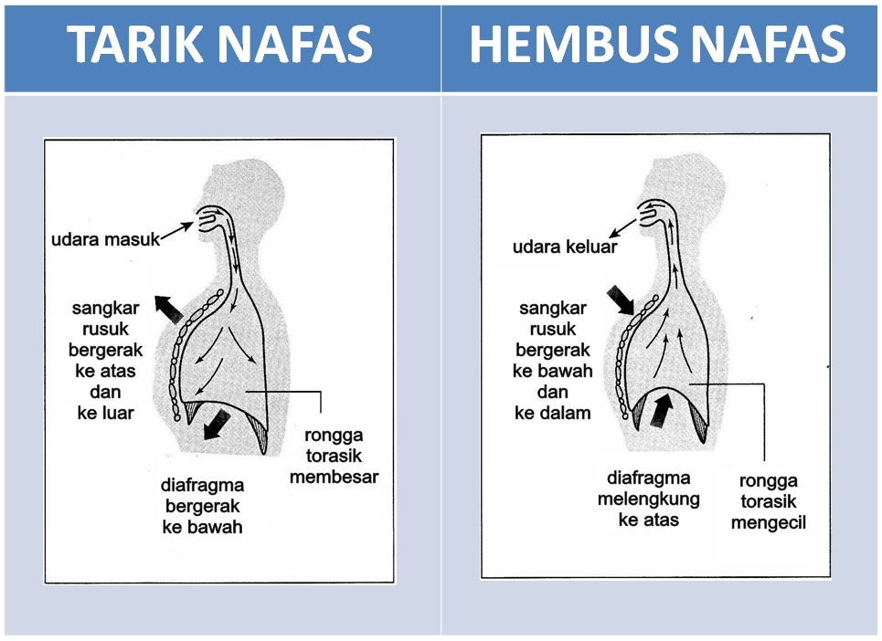 Science Form 3 PT3 : CHAPTER 1 : 1.1 ; Mekanisma Pernafasan Manusia