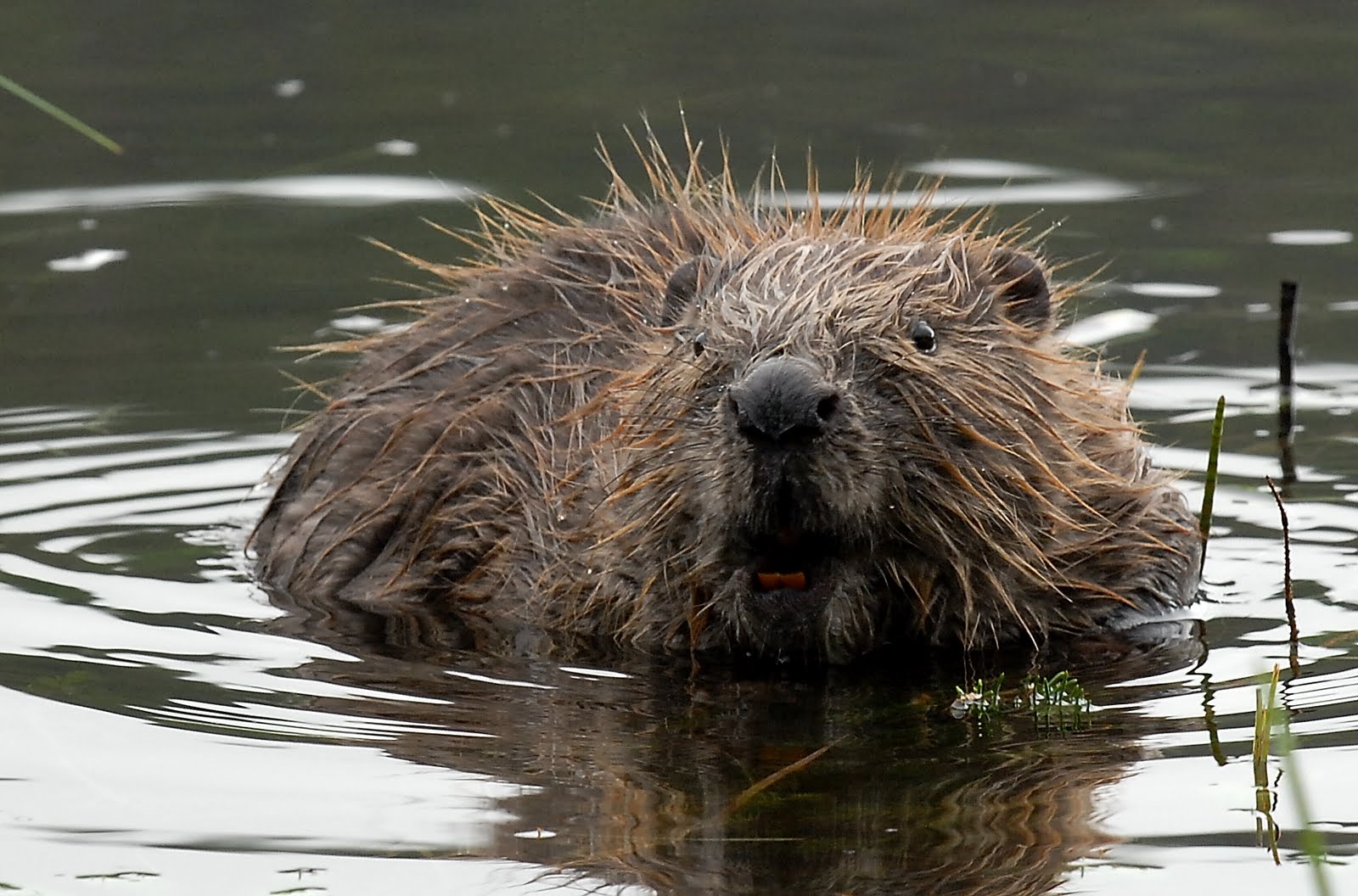 Naturfoto Einar Hugnes: Bever ved Baklidammen