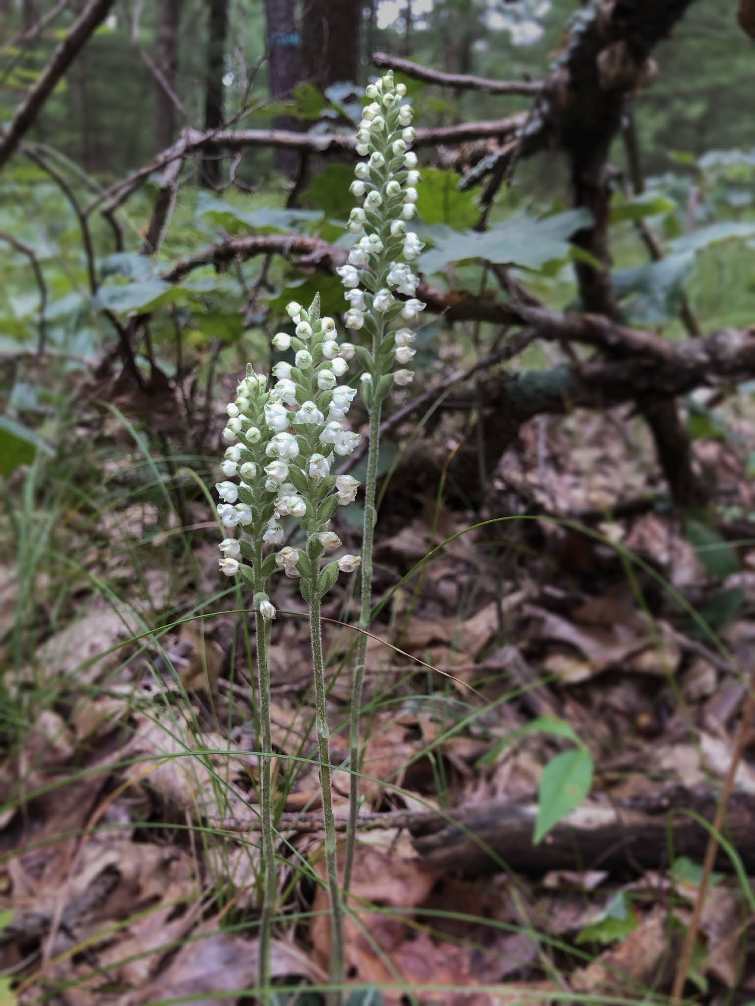 Maria's Orchids: Goodyera pubescens (Wisconsin's Mill Bluff State Park)