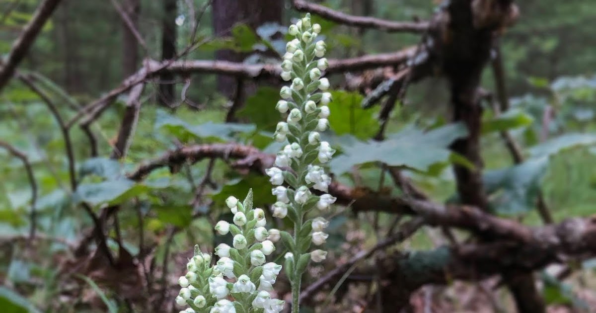 Maria's Orchids: Goodyera pubescens (Wisconsin's Mill Bluff State Park)