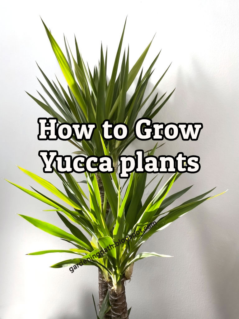 Yucca Growing | How To Care For A Yucca Houseplant