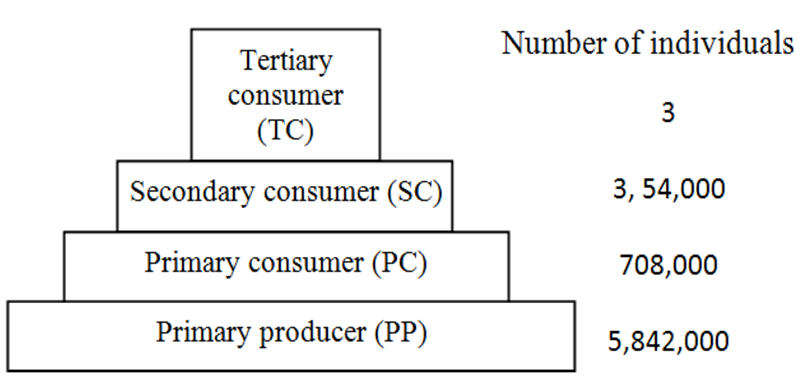 Pyramid Of Numbers Biology