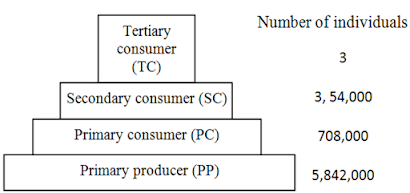 Ecosystem - Notes | Class 12 | Part 4: Ecological Pyramids