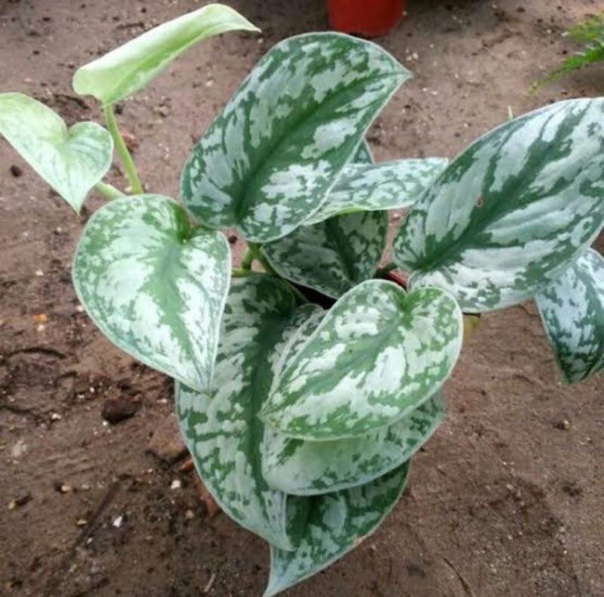 Pembibitan Scindapsus Pictus Exotica Tanaman Hias Rambat Indoor Plant ...