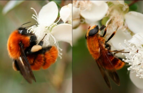 TIPOS DE MIMETISMO EN INSECTOS