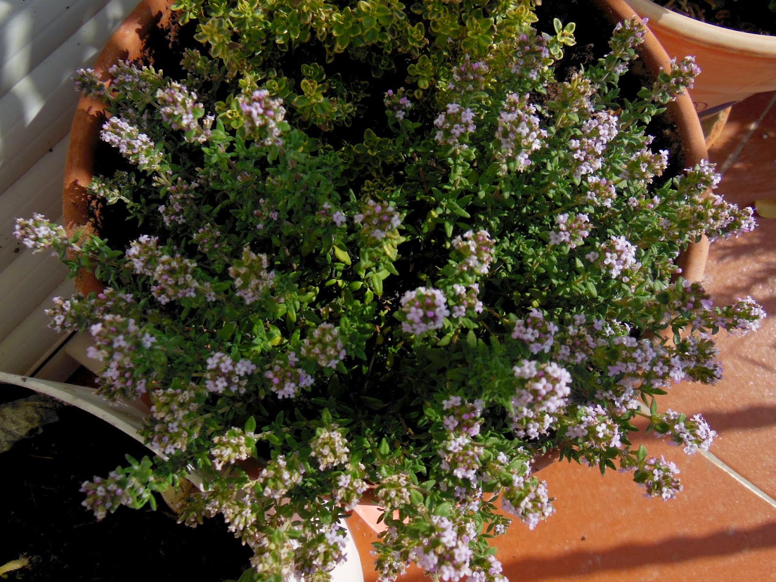 naturconsejos: TOMILLO (Thymus vulgaris)