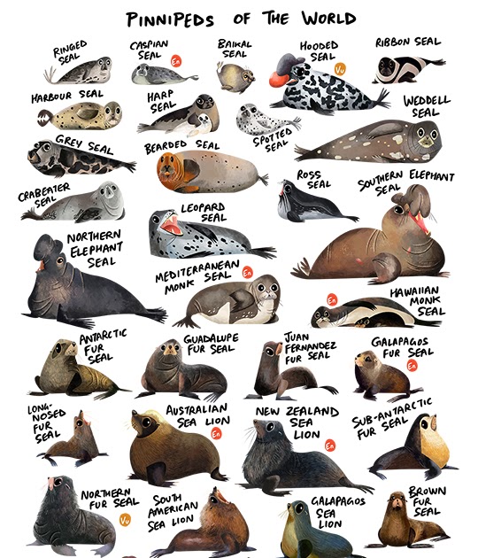 Green Humour: Pinnipeds of the World