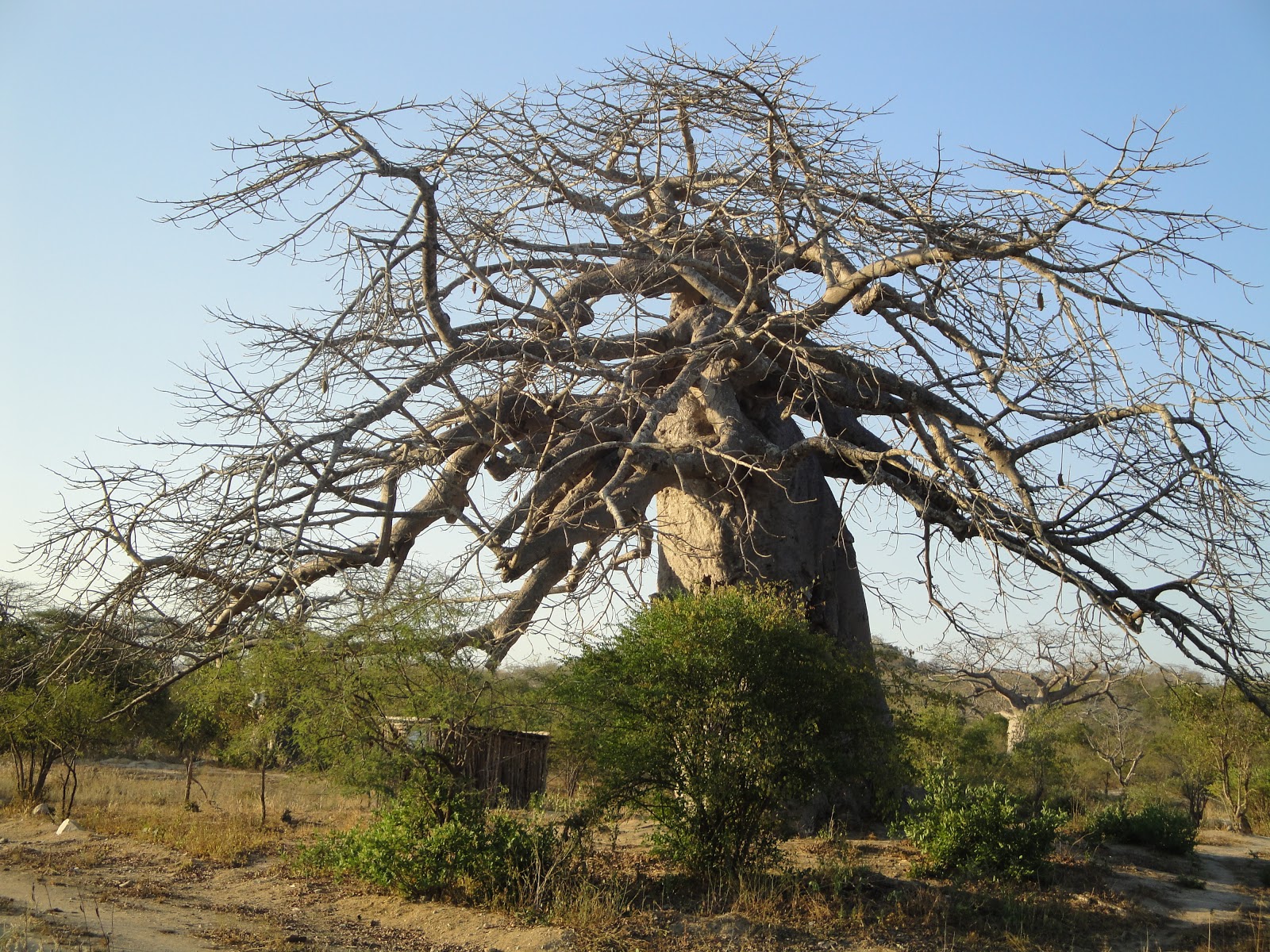 Lobito - Benguela - Angola: ==> *** Município do Chongoroi - Terra dos ...
