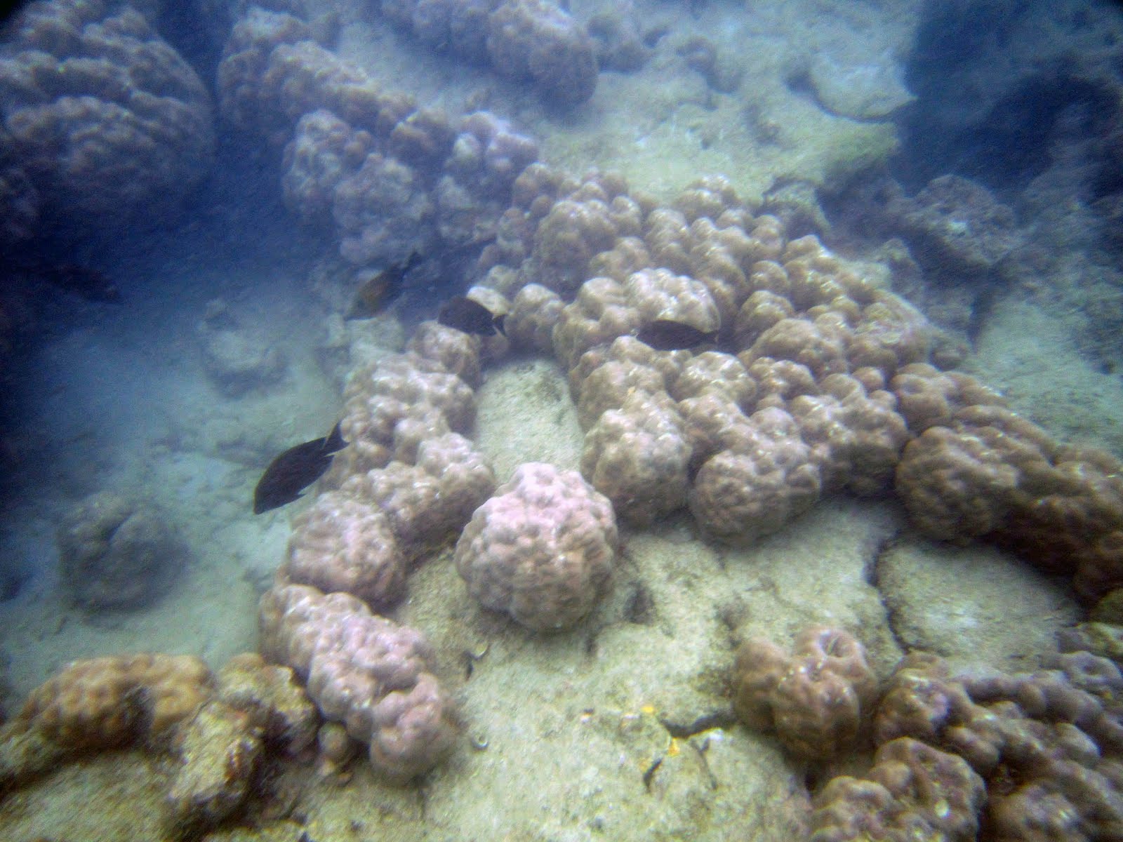 About Anything and Everything: Guimaras: DOST Turtle Sanctuary; Ave ...