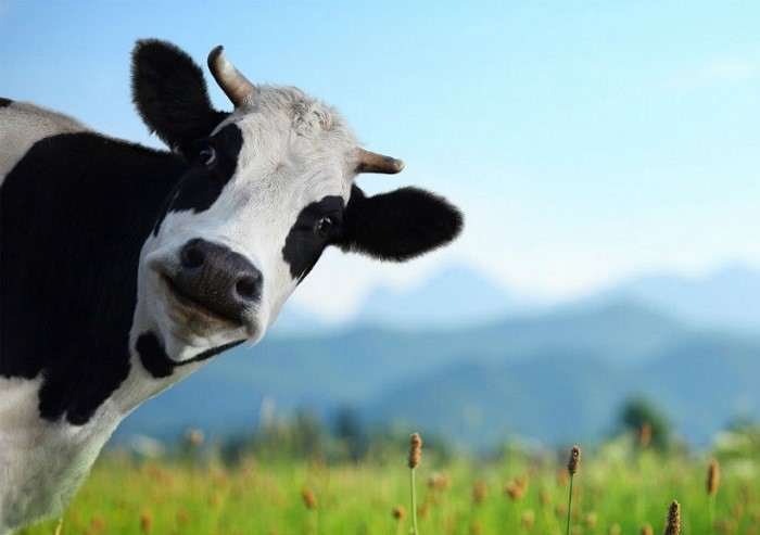 Biblioteca Pública Municipal Ana de Castro: VACAS