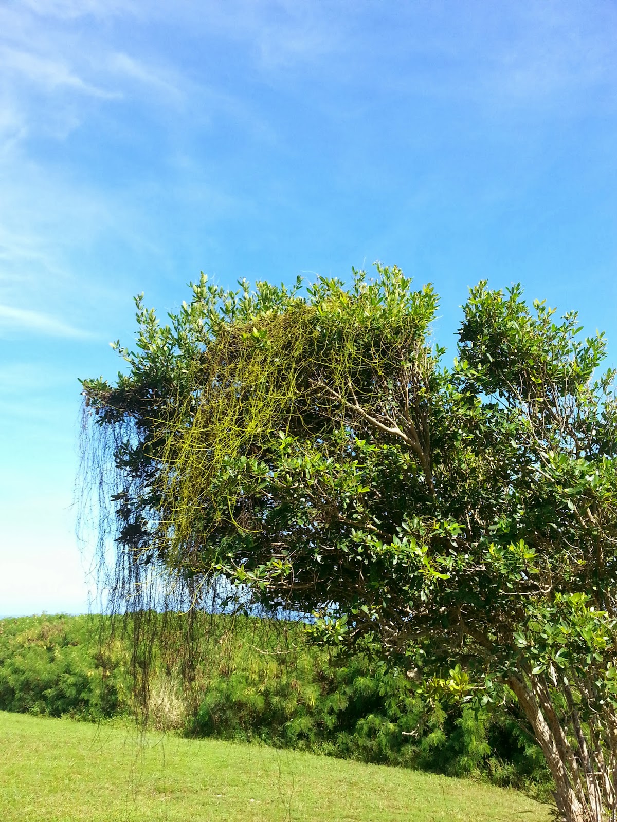 INVENTARIO DE ESPECIES EN EL SECTOR EL PASTILLO ISABELA, PUERTO RICO ...