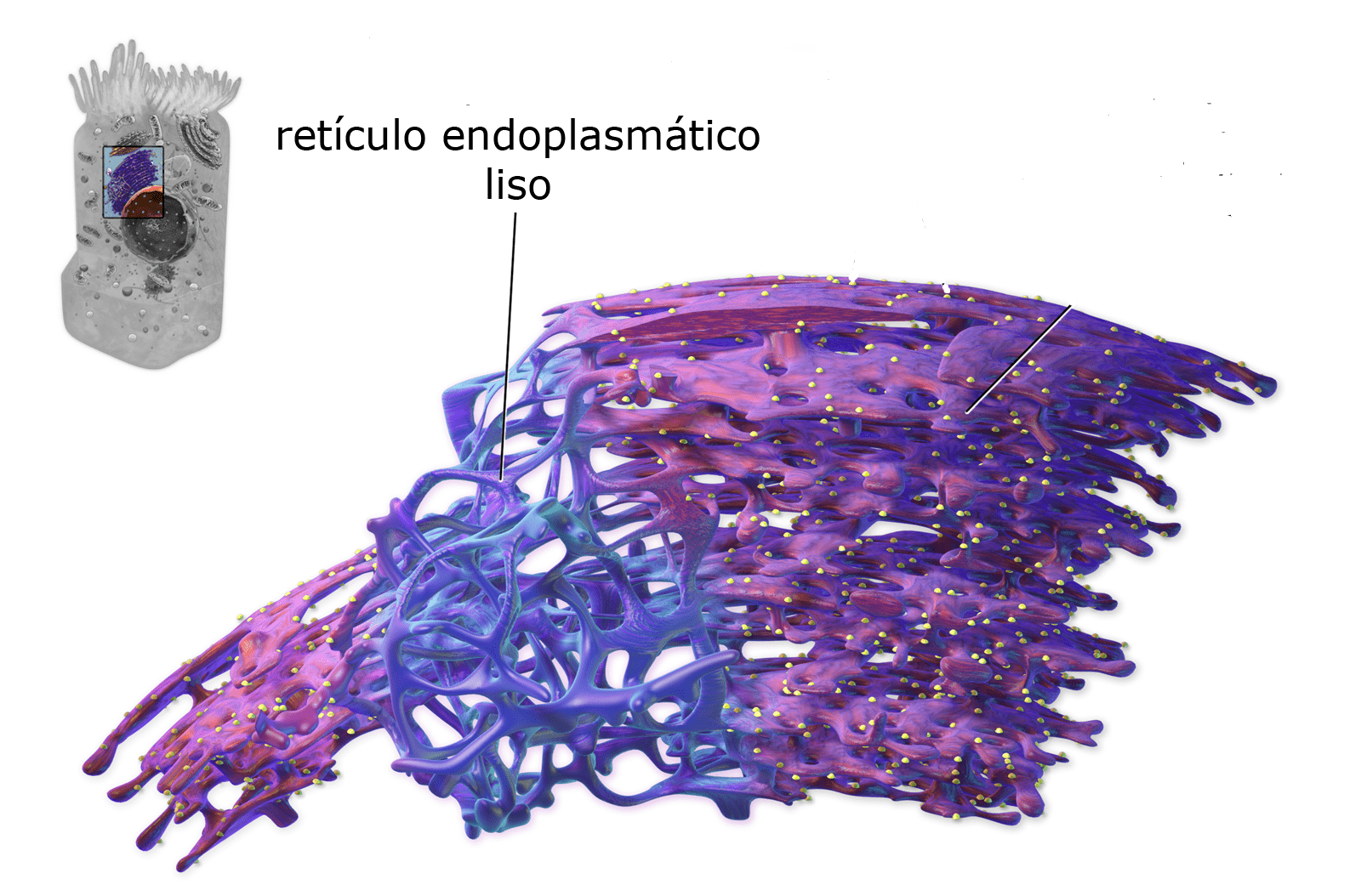 Célula Eucariota: Retículo Endoplasmático Liso