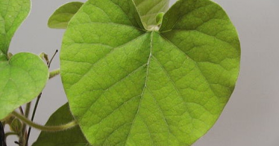 Hoja Cordada (cordata) - Botánica integra