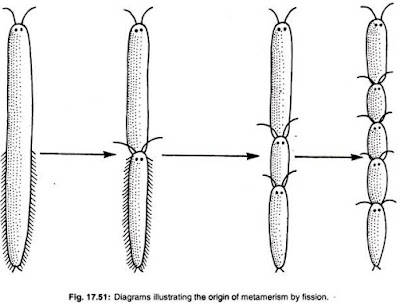 Metamerism ~ Zoology-NETWORK