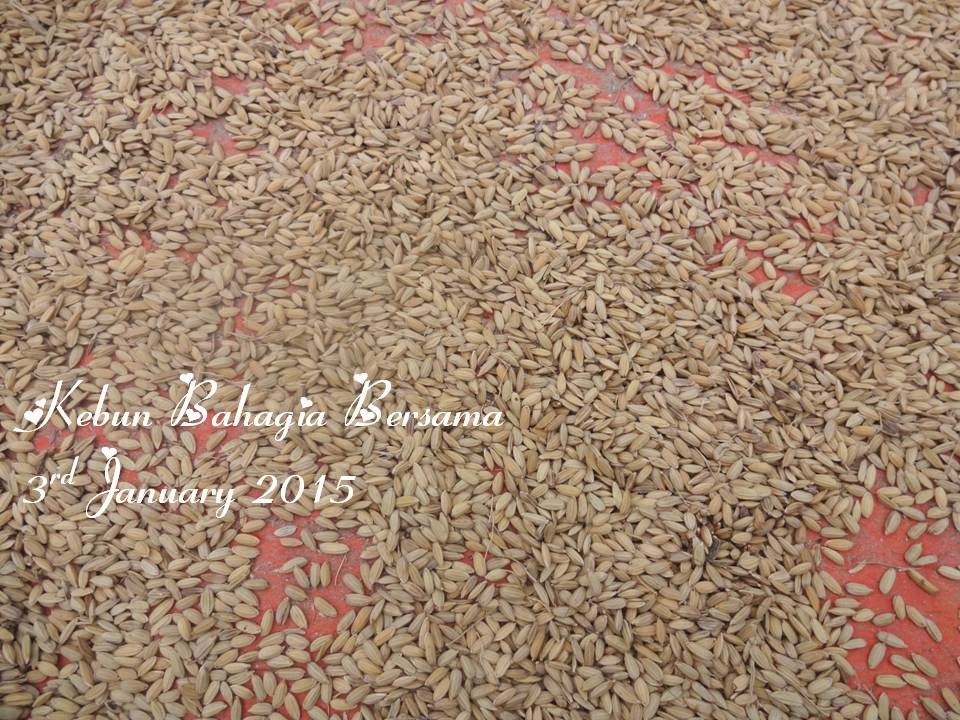 Kebun Bahagia Bersama: Beras Bukit Pandan Wangi Batch Baru