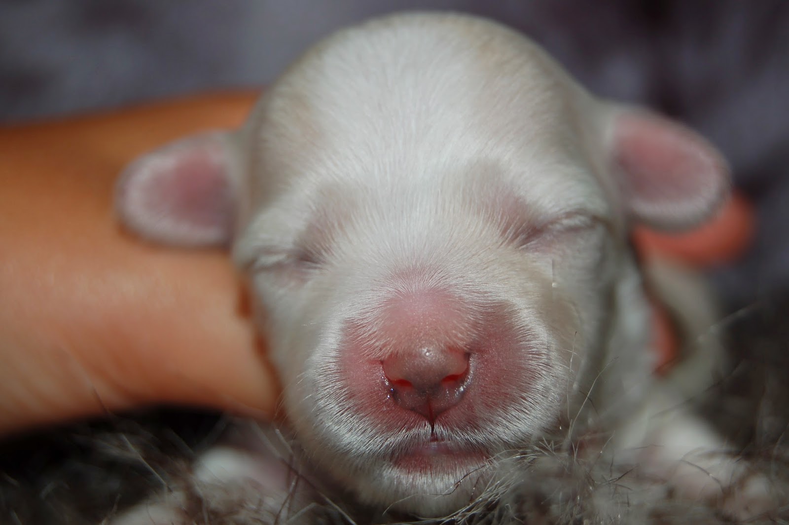Los Quivús: El perro del mes es el bichon maltés
