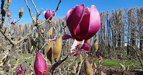WORLD OF MAGNOLIAS: Magnolia "Red As Red"