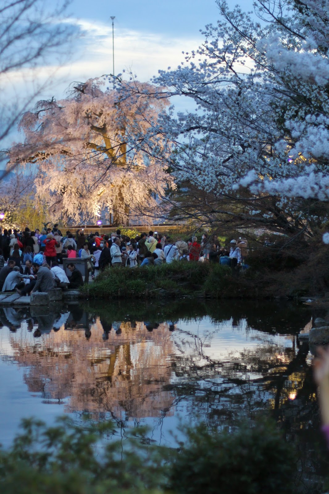 Let's Be Adventurers: Hanami Parties in Kyoto