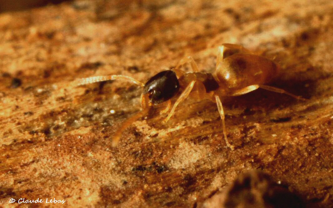 fourmis de Cuba- Hormigas de Cuba- Ants of Cuba: Tapinoma melanocephalum