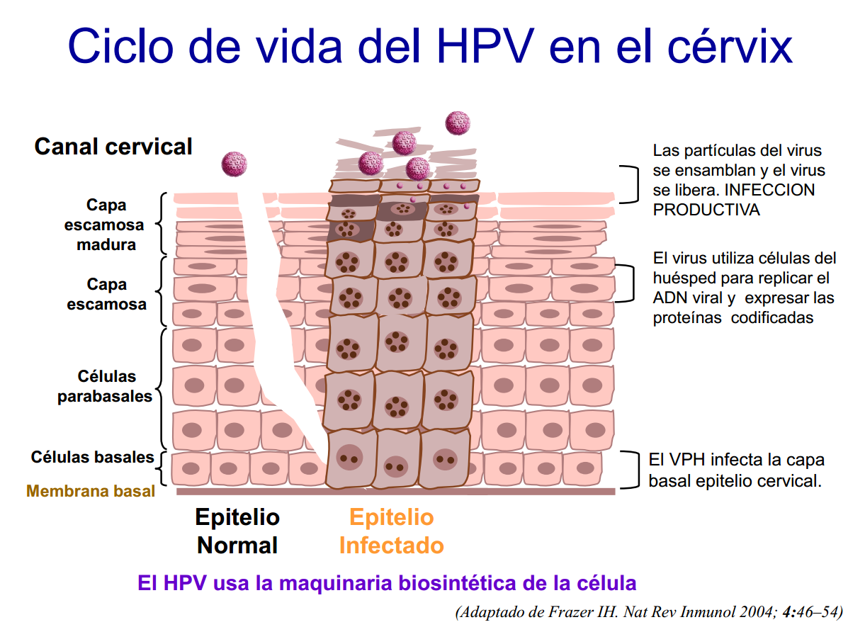 Patología B 2013 - Carrizo María Paine: APARATO GENITAL FEMENINO - CERVIX