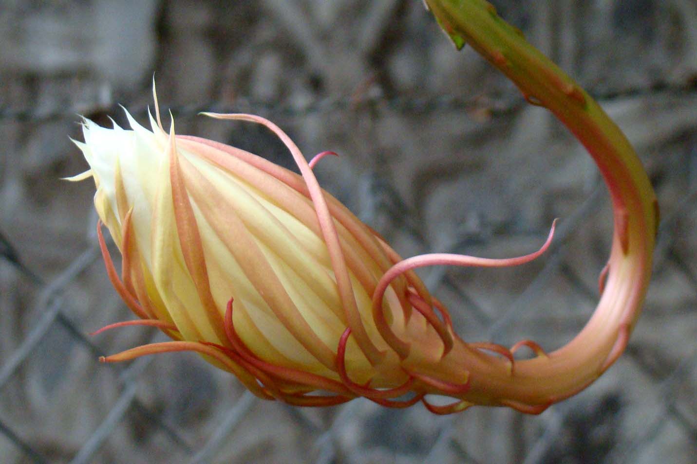 FAB HOBBY IDEAS: 18. Bud Watching!