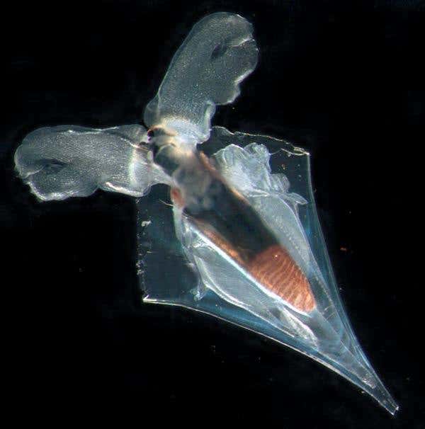 Catalogue of Organisms: Crystal Butterflies of the Sea