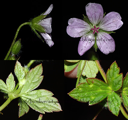Biodiversity of Sri Lanka: Nepalese crane's bill (Geranium nepalense)