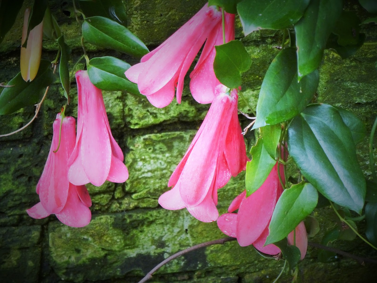 Fernando Ruz: Plantas nativas de Chile: Copihue (Lapageria rosea)