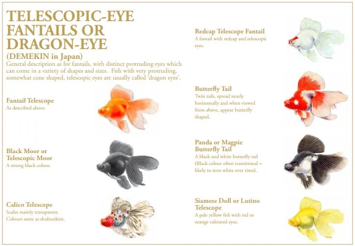 Le poisson rouge (Carassius auratus)