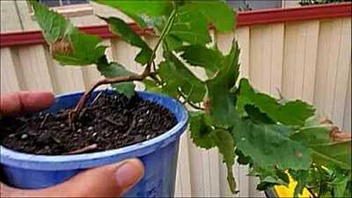 Plant Propagation by Layering Method : Propagate By Layering Technique