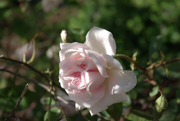 sweetbay: Spring at the JC Raulston Arboretum