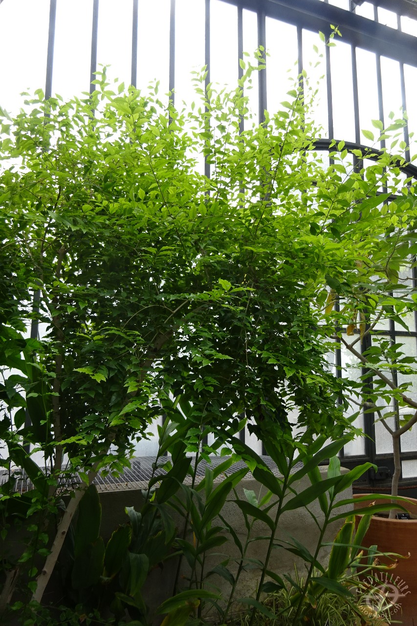 Fred ailleurs: Lyon : Dans les serres du jardin botanique (Parc de la ...