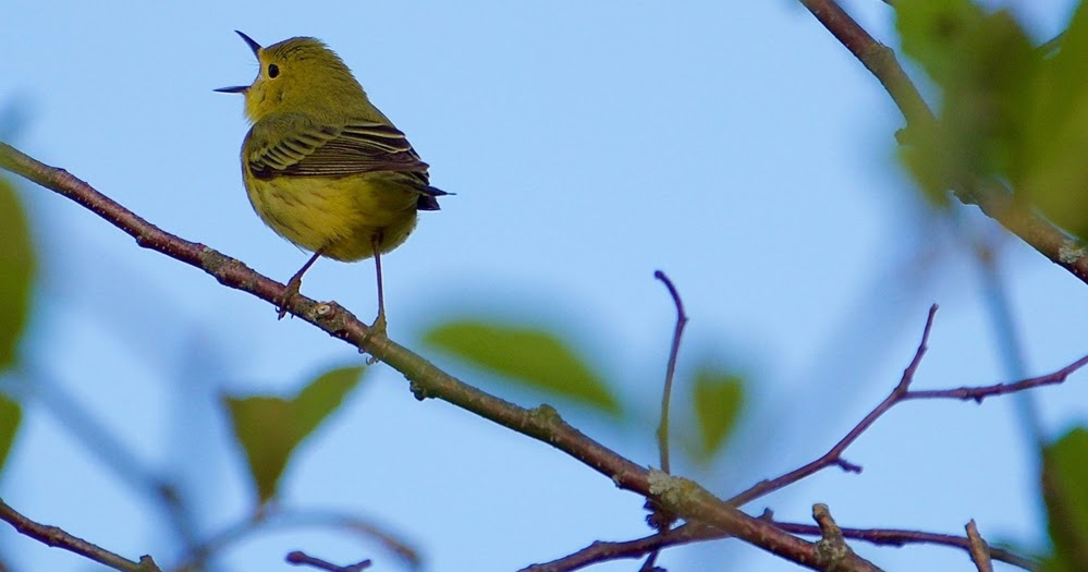 YELLOW WARBLER