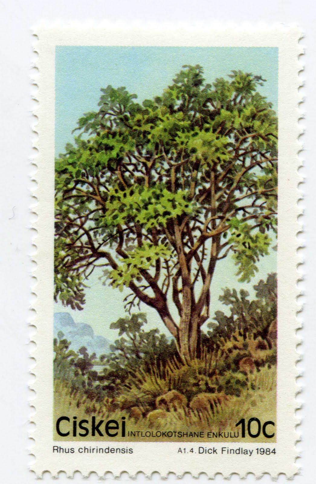 BIODIVERSIDAD FORESTAL: Biodiversidad Forestal (CISKEY)