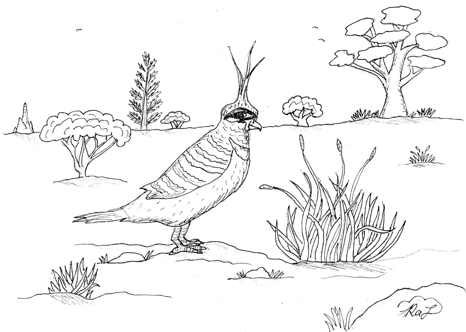 Robin's Great Coloring Pages: Birds of Australia Coloring Pages