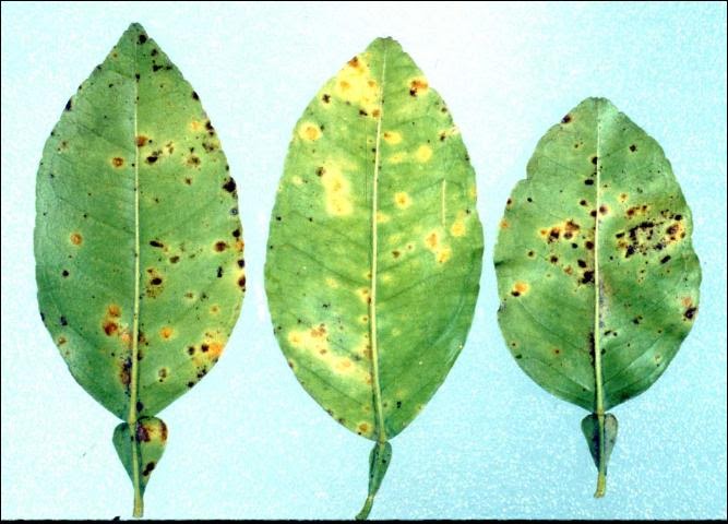 Pinellas County Extension Timely Topics: Greasy Spot