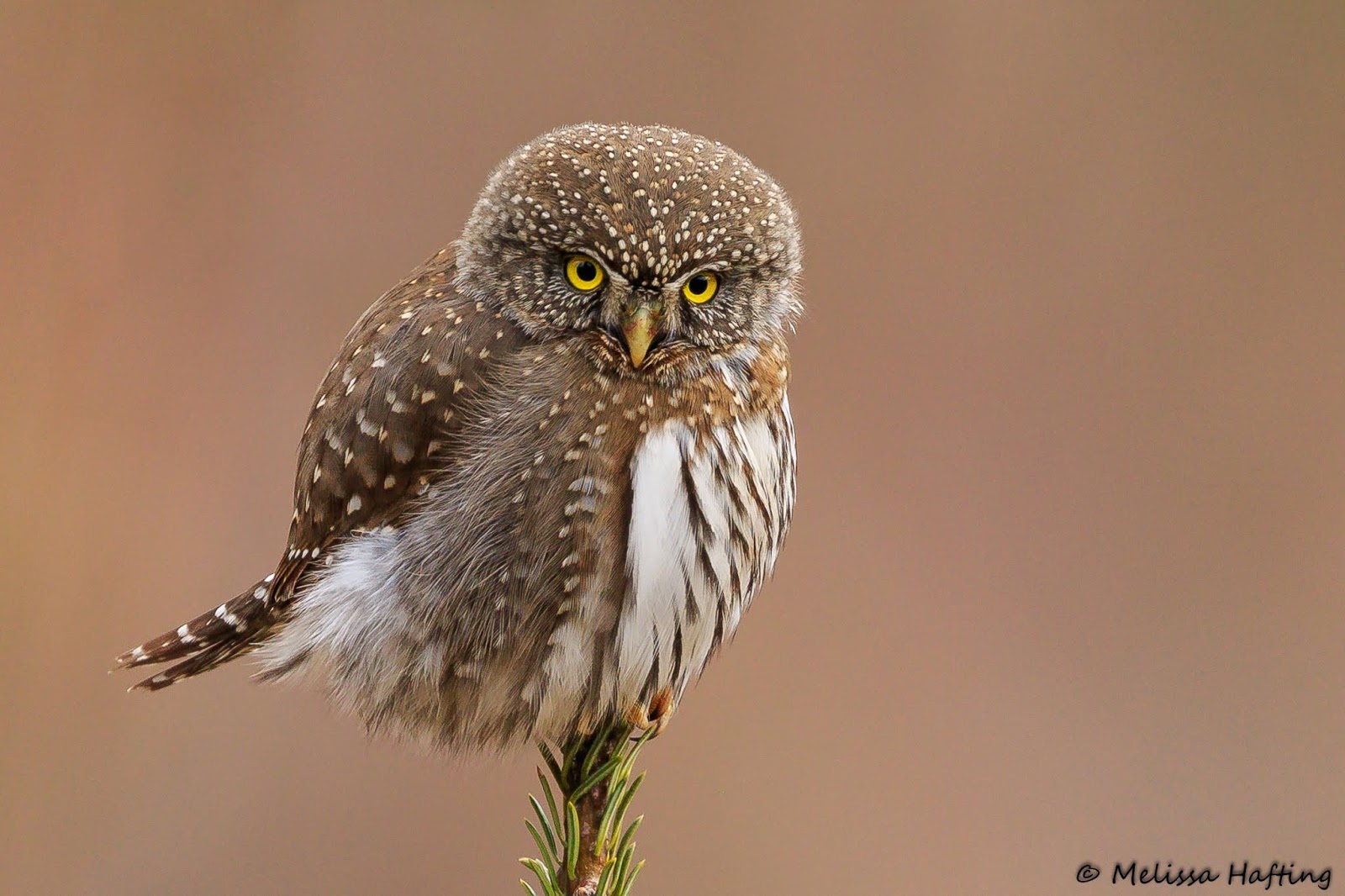 Cute Northern Pygmy Owl