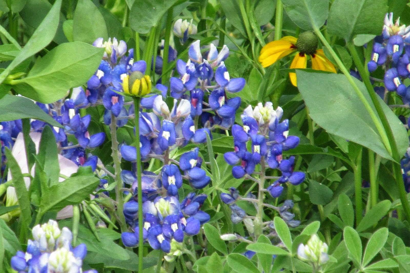 Mappings for This Morning: Bluebonnets and Friends