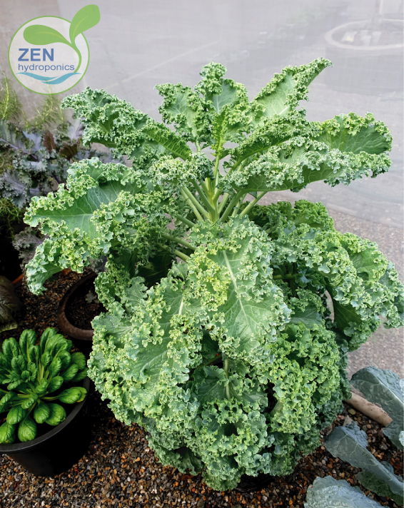 ZEN HYDROPONICS: คะน้าใบหยิกสีเขียว (Green Kale / Kale Winterbor F1)