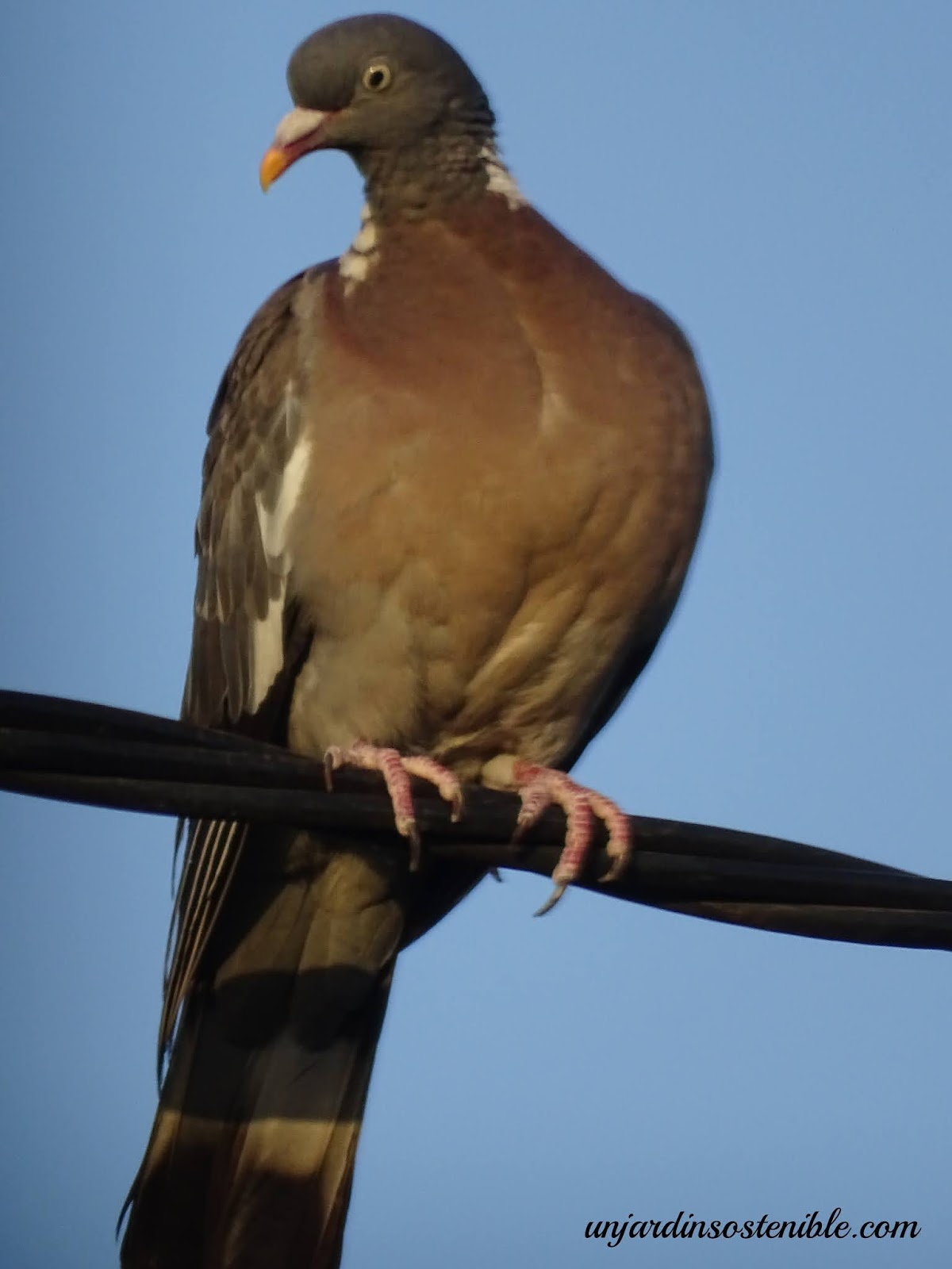 Columba palumbus (Paloma Torcaz)
