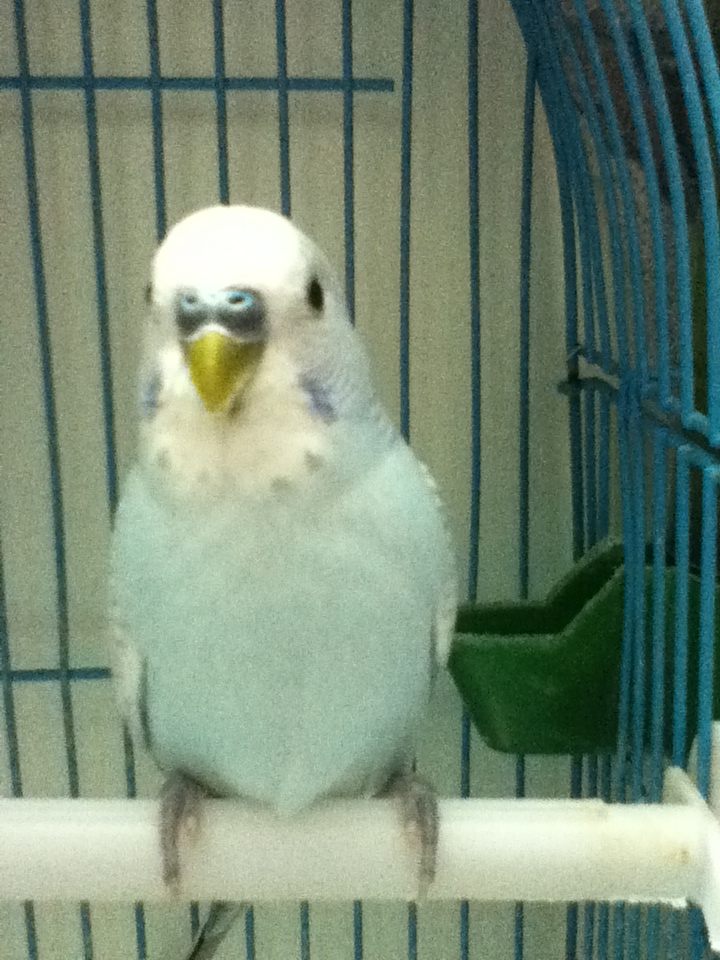 El Mundo del Perico Australiano