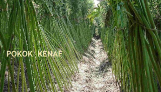 Anim Agro Technology: KENAF - APA POTENSINYA