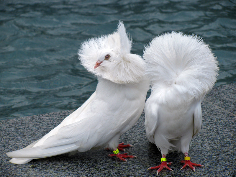 HAPPYPETSMARAKKARA: Jacobin Pigeon