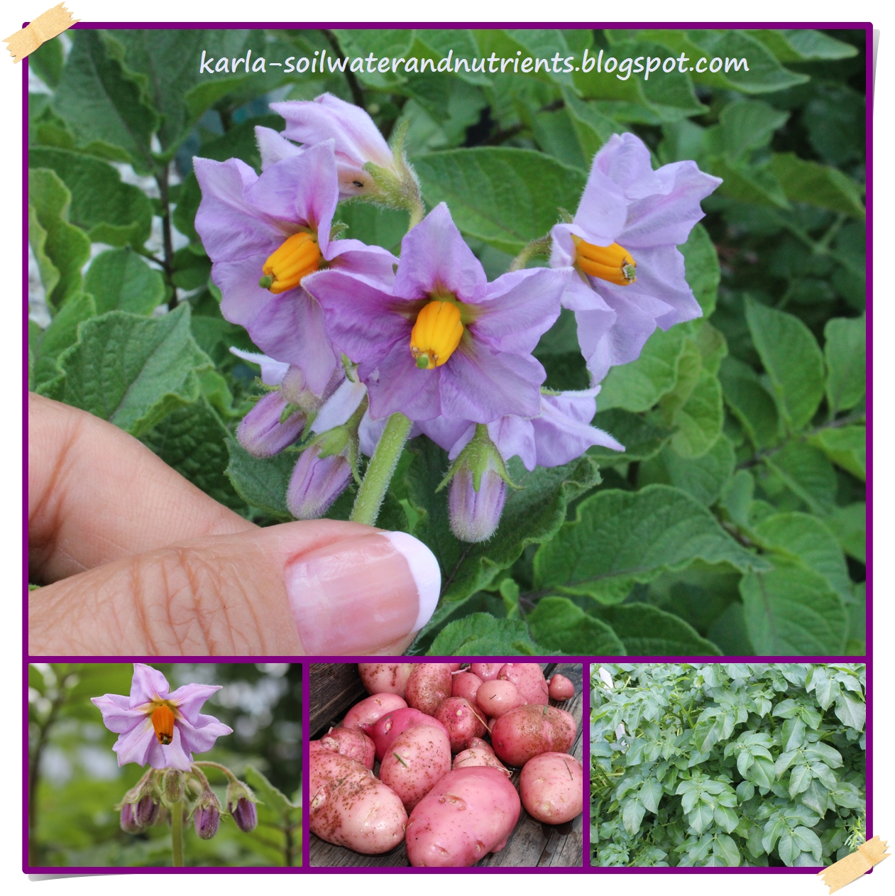 KARLA-soil, water and nutrients: Potatisblommor
