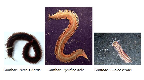 Klasifkasi Filum Annelida