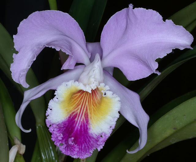 Asociación Jalisciense de Orquideología: Las Cattleyas