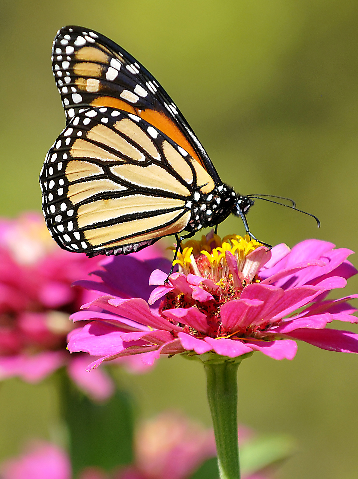 monarch butterfly interesting facts