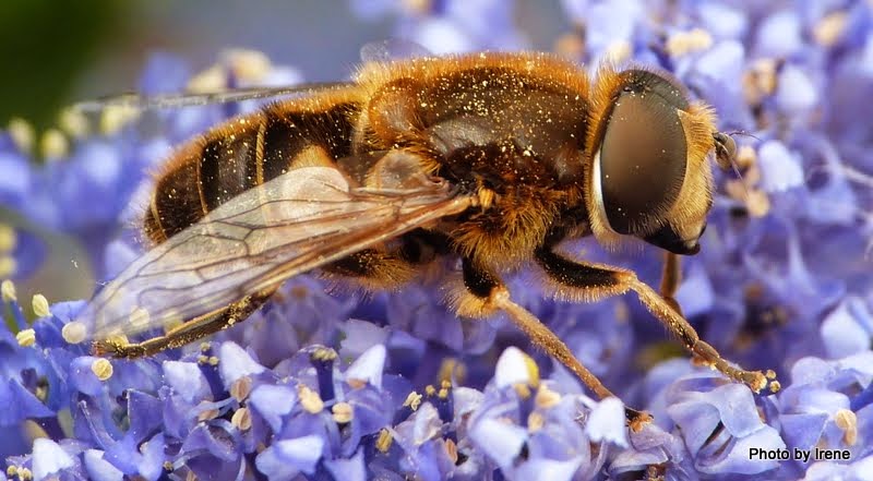 Jameisons wildlife photos: Wetland insects