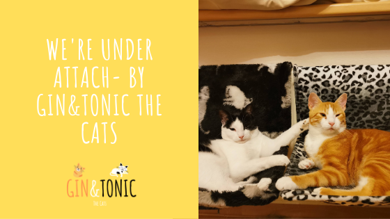 Tales with Gin and Tonic the cats