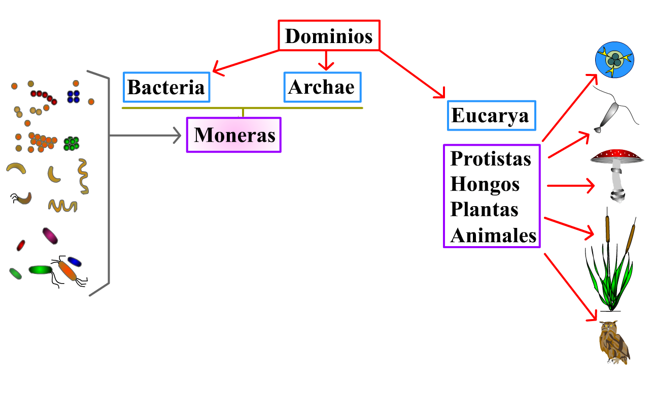 La Célula: Diferencias entre los Eucariotas y Procariotas